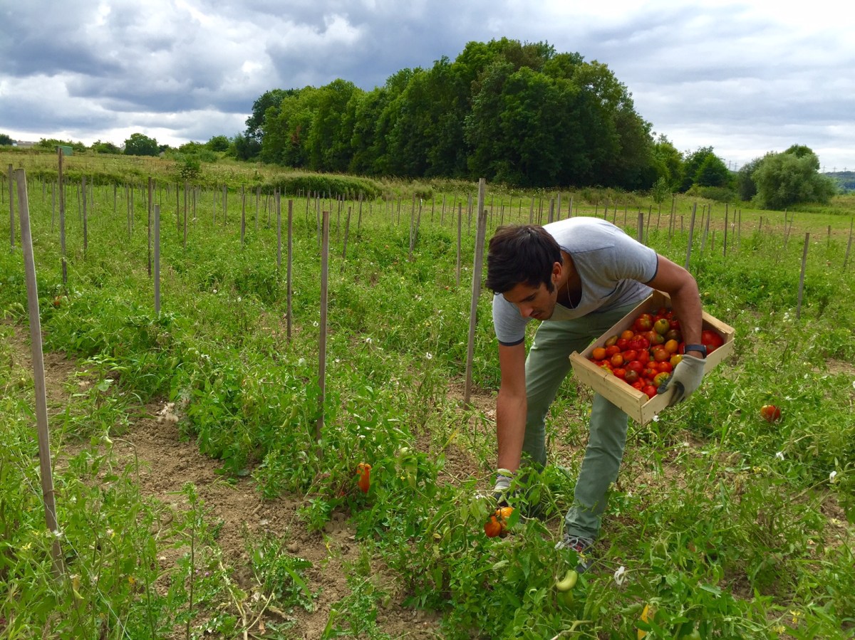 Tomate de plein champ : tout ce qu’il faut savoir sur cette tomate plus ...