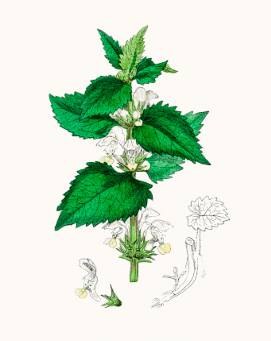 L’Ortie : Pourquoi cette plante est EXCEPTIONNELLE